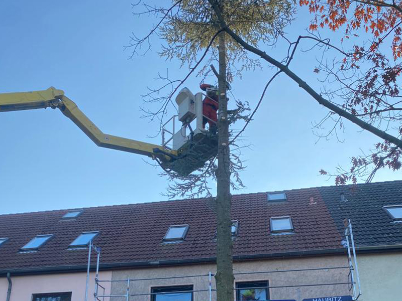 Tidy Tree Tips – Prima GalaBau